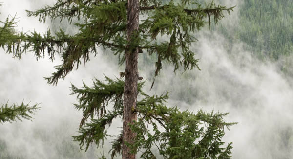 Celebrate National Forest Week with Why Forests Matter discussion ...